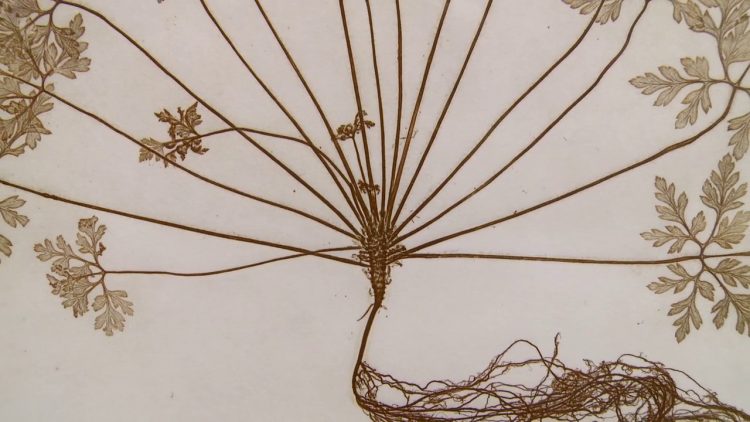 ANNA ARTAKER im Kunstforum Wien - museumsfernsehen