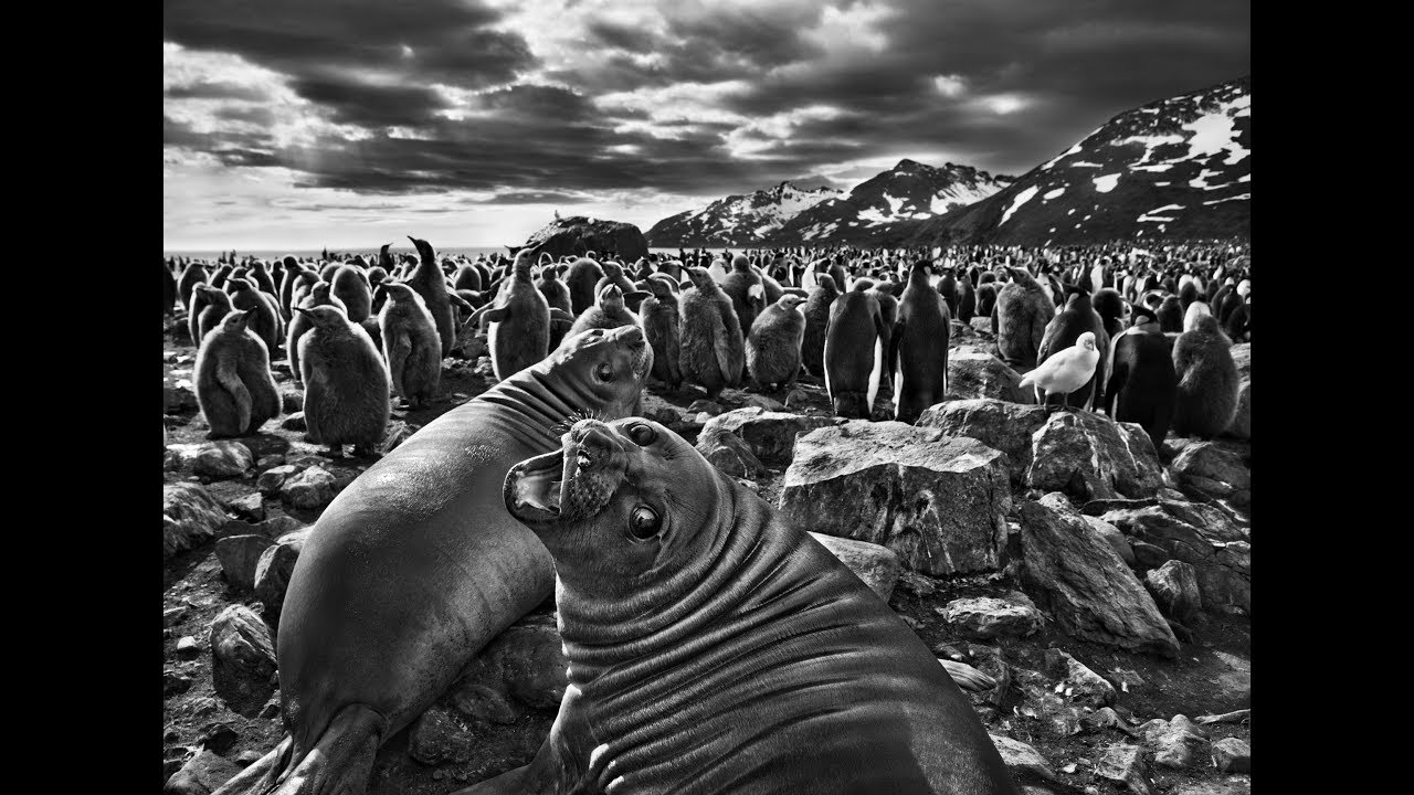 Sebastião Salgado − Genesis - museumsfernsehen