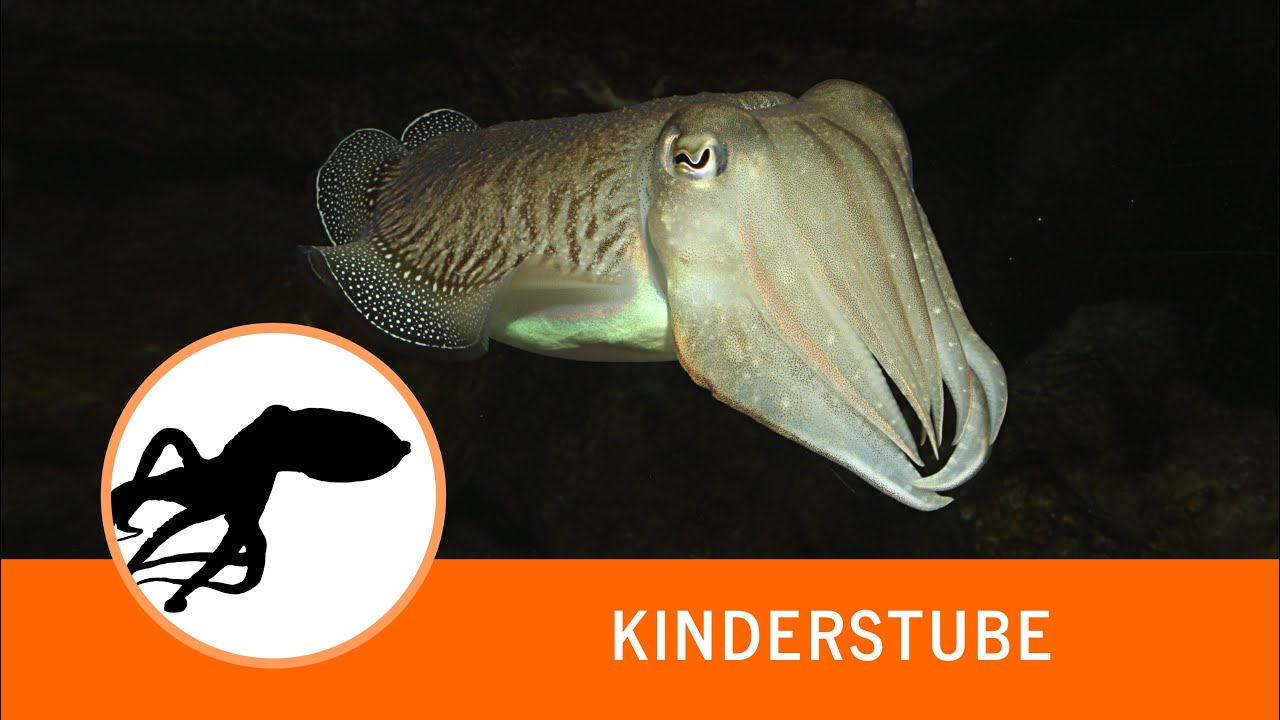 Kinderstube: Sepien - museumsfernsehen