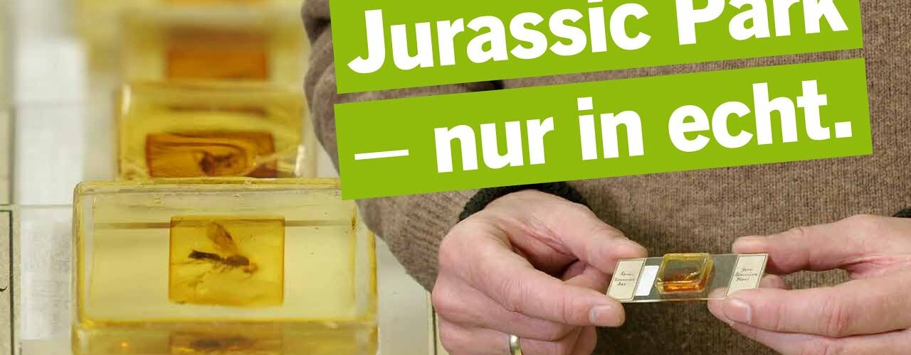 Wie wir mit Bernsteinen alte Ökosysteme auferstehen lassen – Museums ...