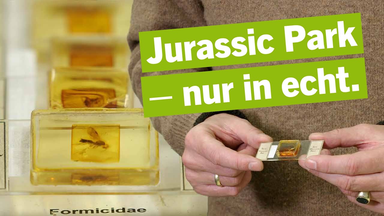 Wie wir mit Bernsteinen alte Ökosysteme auferstehen lassen – Museums ...